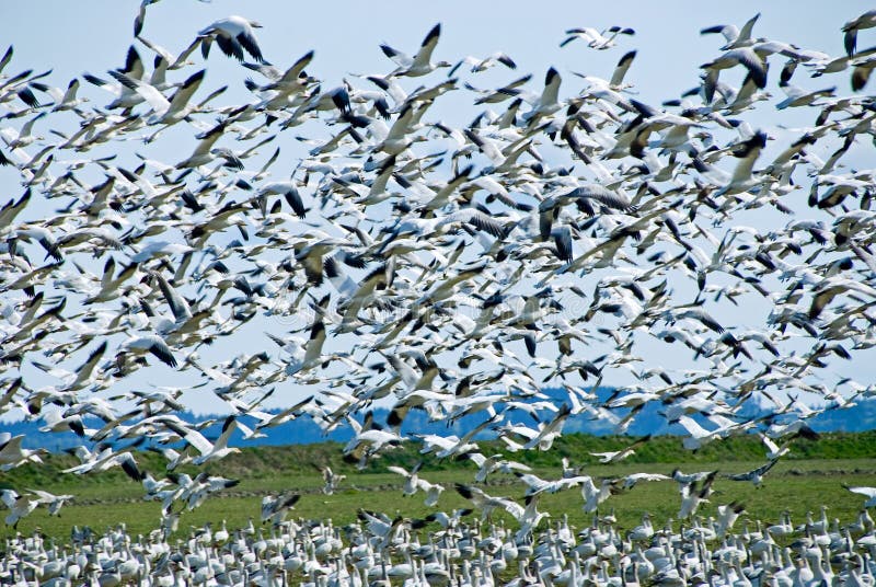 Flock of Snow Geese stock image. Image of bird, grass - 2269439