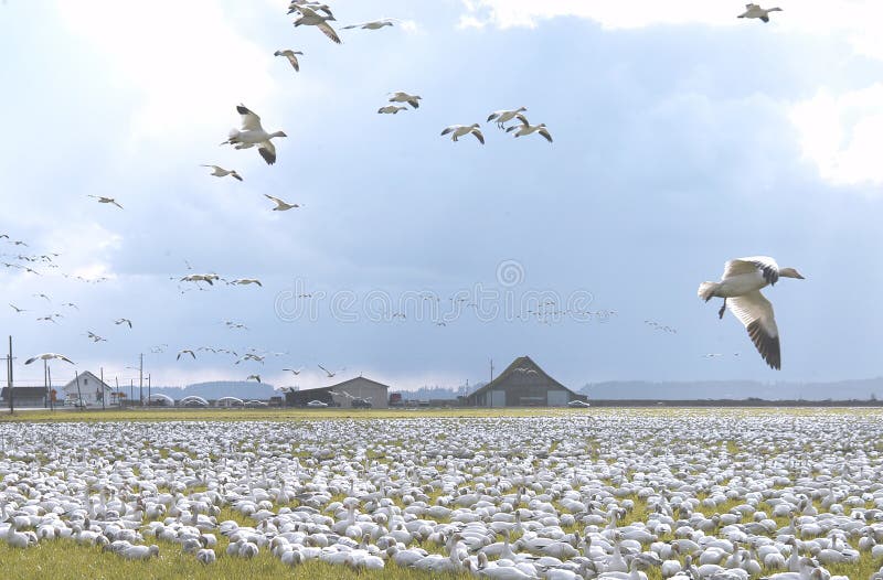 Big Flock Of Snow Geese Flying In The Air. Richmond BC Stock Photo ...