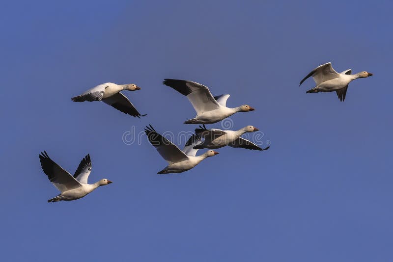 Snow geese in flight stock image. Image of snow, skies - 299644819