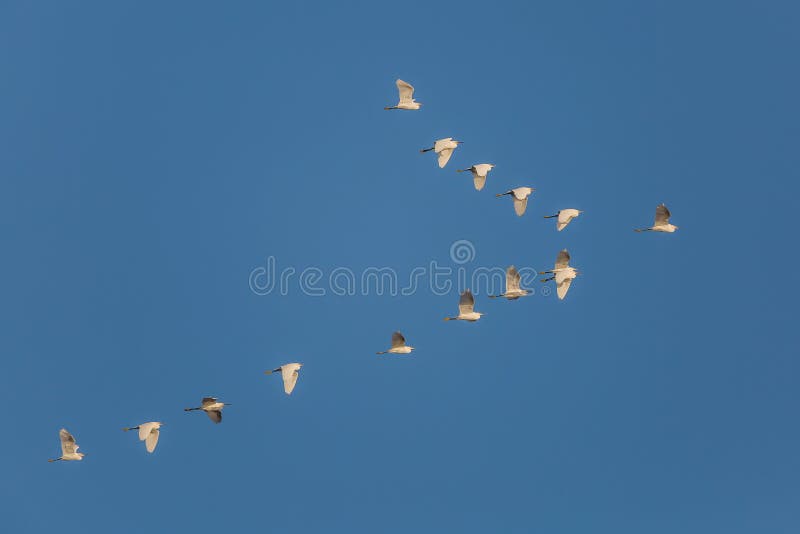 Flock of Snowy Egrets in Flight - Cedar Key, Florida Stock Photo ...