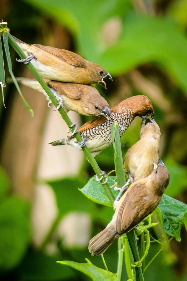 Flock of sparrows stock photo. Image of green, wing - 254233032