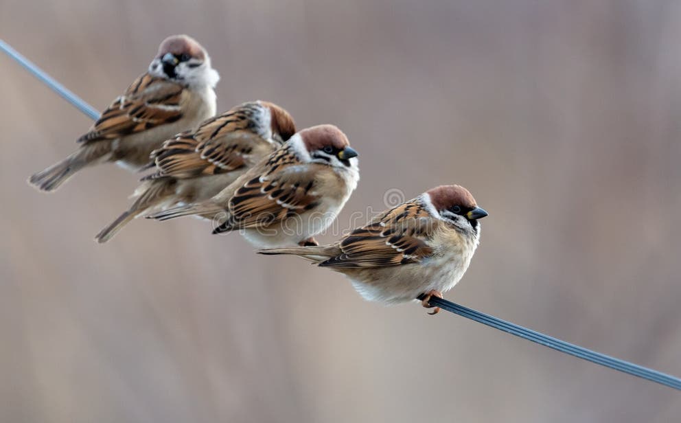 A Flock of Sparrows on Electrical Wires Stock Photo - Image of wildlife ...