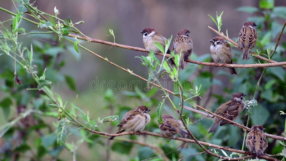 400 Sparrows Spring Blossom Stock Photos - Free & Royalty-Free Stock ...
