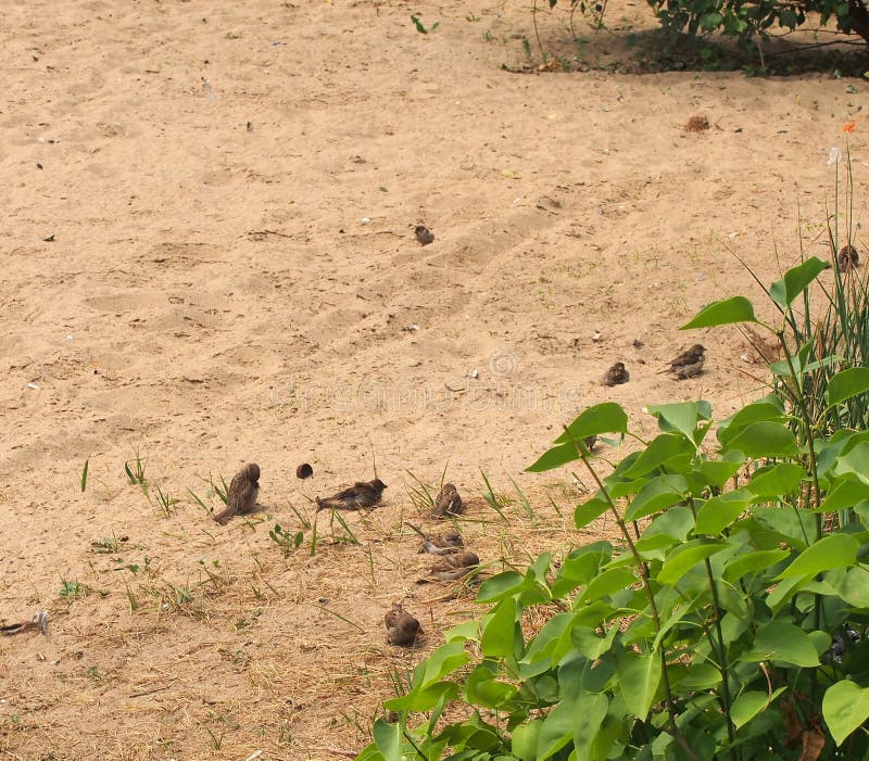 A Flock of Sparrows Resting on the Sand. Birds Bathe in the Sand Stock ...