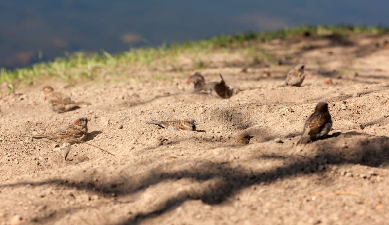Flock of sparrows stock photo. Image of group, flying - 13775064