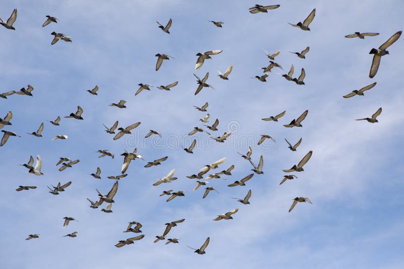 Flock of Speed Racing Pigeon Flying Against Blue Sky Stock Photo ...