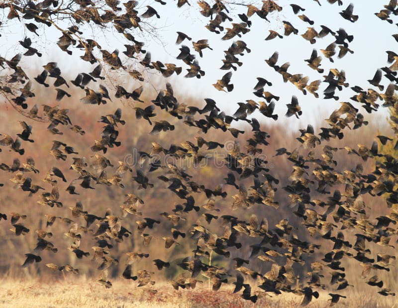 Flock of Spring Birds in Flight Stock Image - Image of natural ...