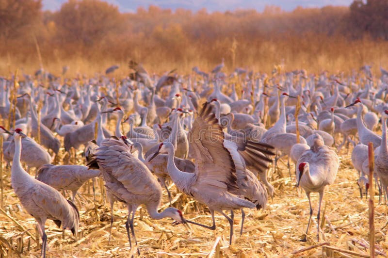 A Flock of Sandhill Cranes in a Cornfield Stock Photo - Image of ...