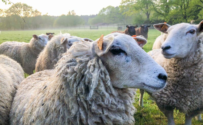 Flock of staring sheep stock image. Image of farm, breed - 204923325