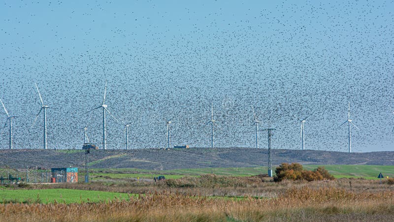 Flock of Starlings Dancing between Wind Turbines Stock Image - Image of ...