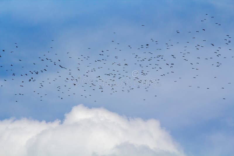 Flock of storks stock image. Image of fauna, delta, lots - 28809363