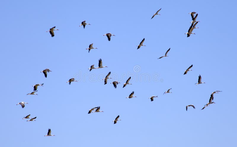 A flock of storks f stock image. Image of branch, birds - 86152687