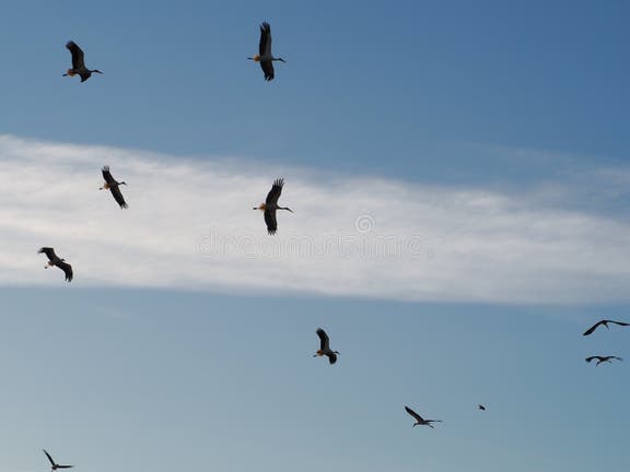 Flock of Storks Flying in Blue Sky and Clouds Stock Photo - Image of ...