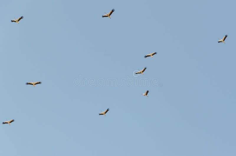 Autumn Migration of the Stork Stock Image - Image of migrate, beak ...