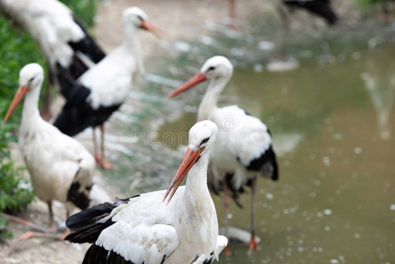 A Flock of Storks Looking for Food by the Lake Stock Image - Image of ...