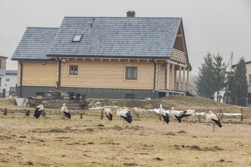 Flock of storks - Poland stock photo. Image of green - 132539952