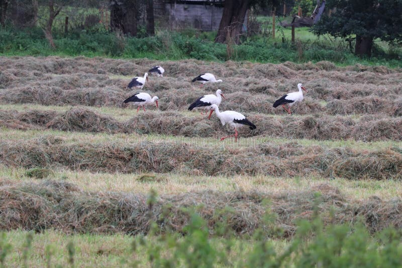 Flock of Storks on Resting and Foraging on a Freshly Mowed Meadow Stock ...