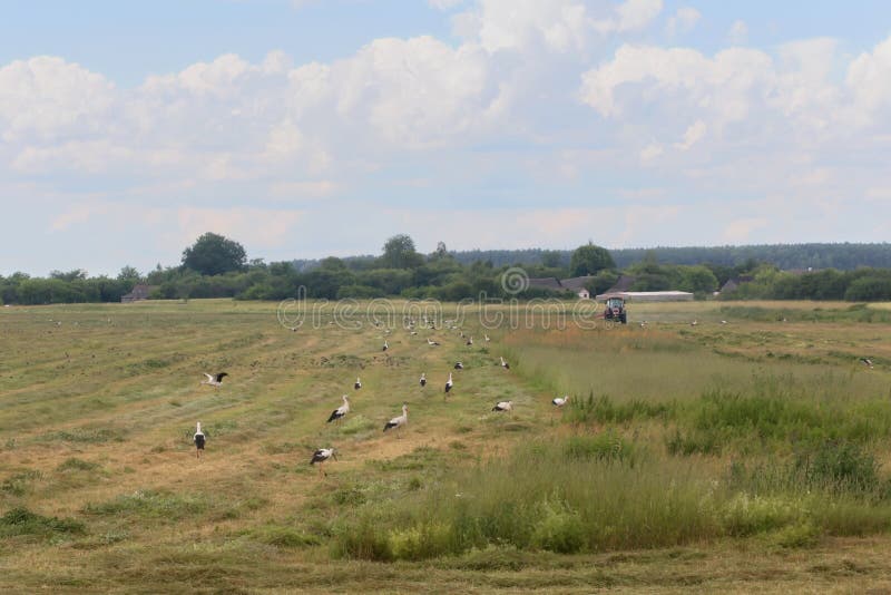 Flock of Storks on a Summer Meadow. Stock Photo - Image of bird, feed ...