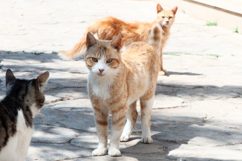 A flock of stray cats, red stock image. Image of little - 116033407