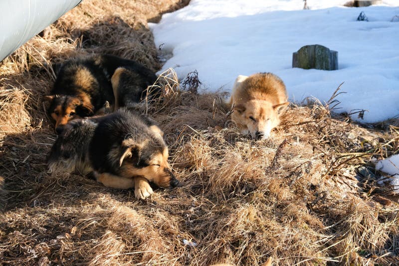 A Flock of Stray Stray Dogs Bask Near the Heating Main in the Sun on ...