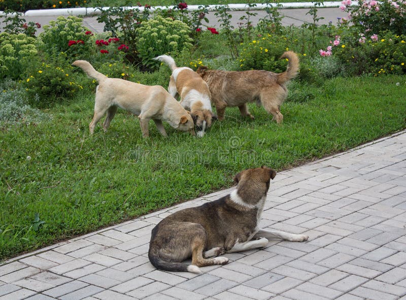 Flock of Stray Dogs in the City Lawn Stock Image - Image of grass ...