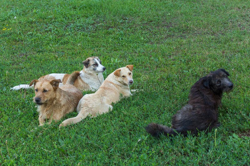 Stray Dogs Mating in the Town Lawn Stock Photo - Image of homeless ...