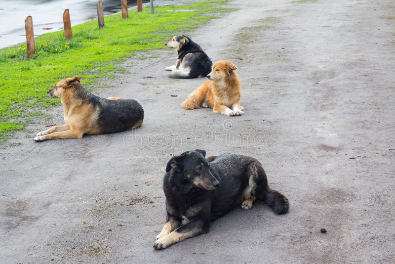 Stray Dogs Mating in the Town Lawn Stock Photo - Image of homeless ...