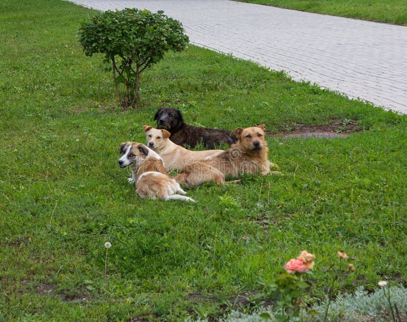 Stray Dogs Mating in the Town Lawn Stock Photo - Image of homeless ...