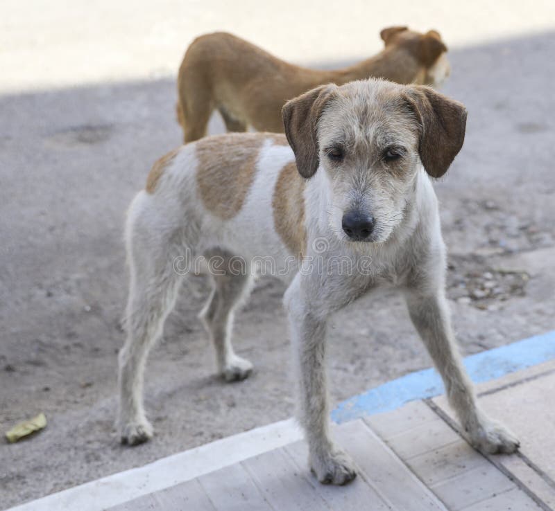 A flock of stray dogs stock image. Image of lots, dogs - 183821549