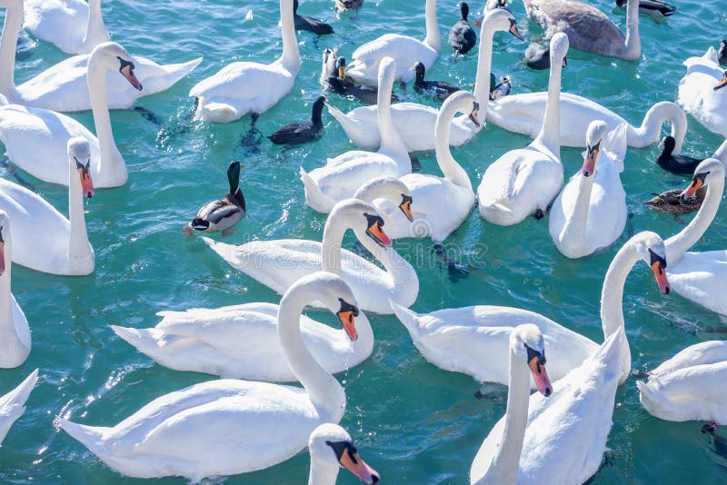 Flock of Swans Catching Food Stock Image - Image of elegant, food: 82486707