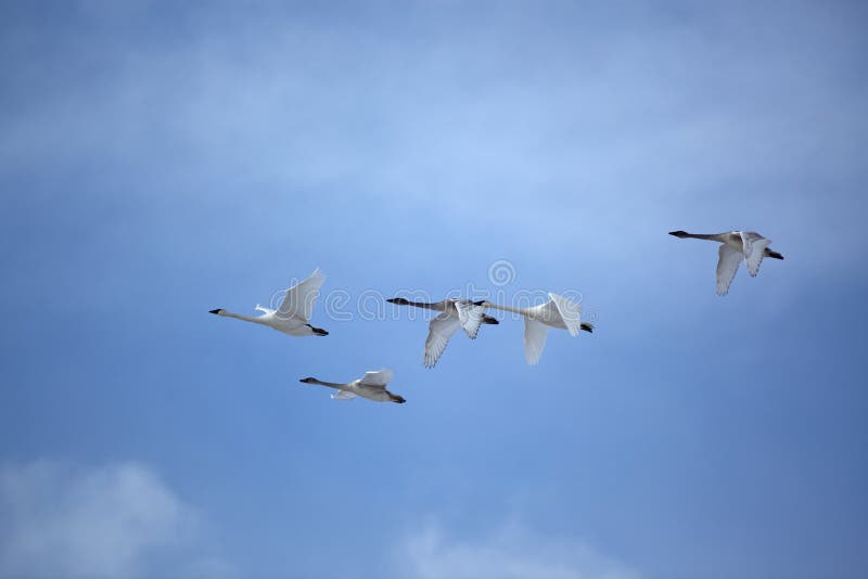 Flock of Swans Flying in Formation Stock Photo - Image of beaks ...