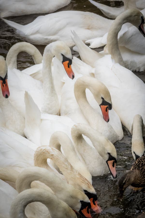 Flock of swans stock photo. Image of environment, birds - 61976684