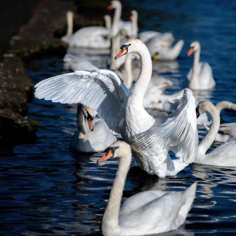 Flock of Swans on a Lakeshore Stock Photo - Image of water, feather ...