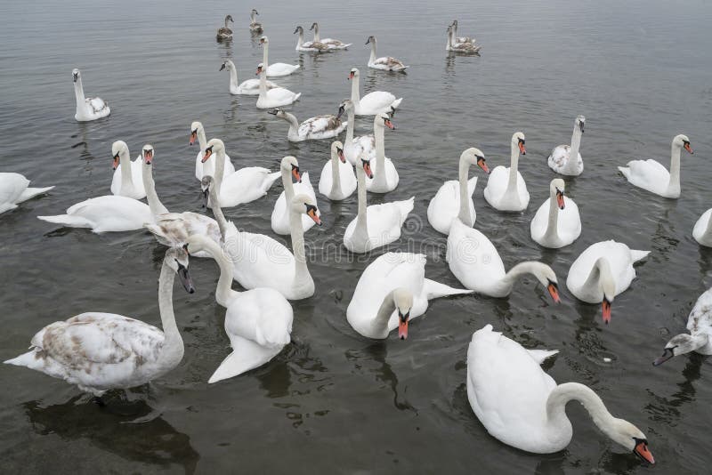 Flock of Swans. Lots Swan Birds Wintering at Lake Stock Photo - Image ...