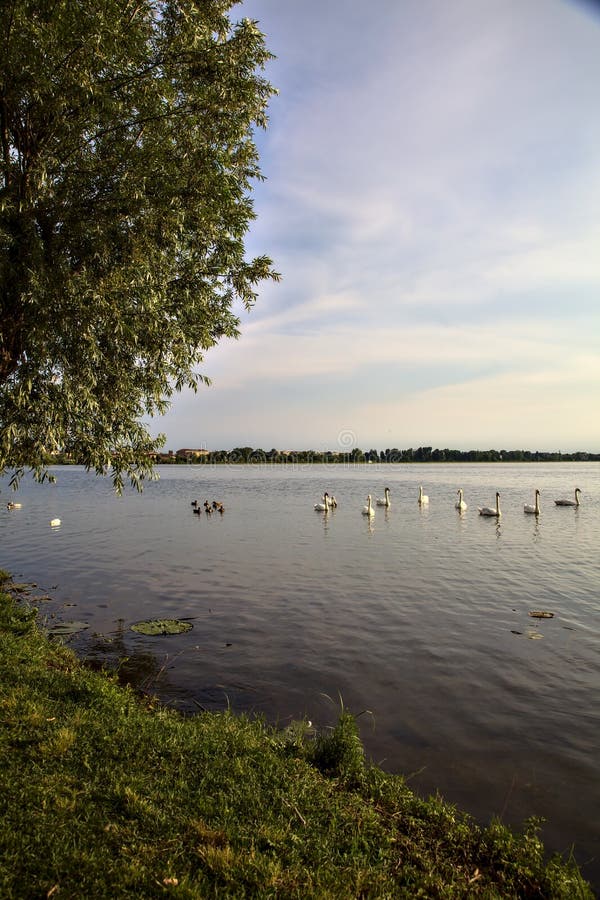 Flock of Swans at Sunset in Summer Next To the Shore with a Tree on it ...