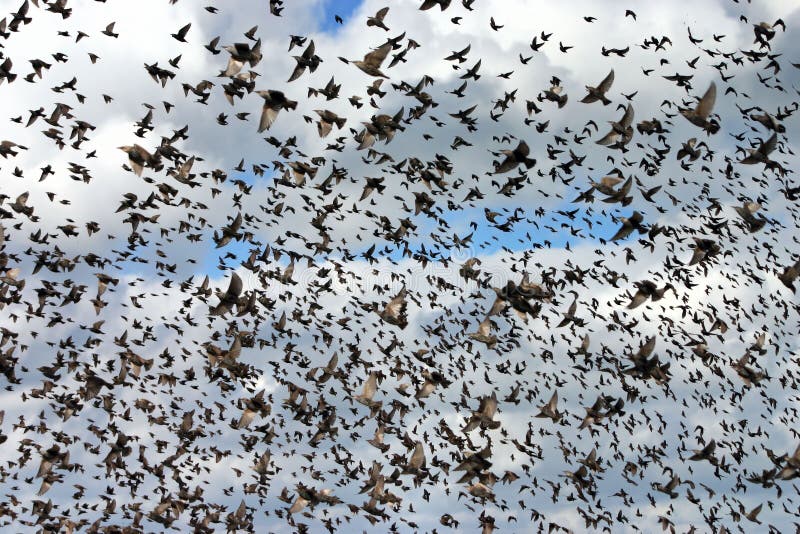 Flock - swarm of birds stock image. Image of formation - 9112263