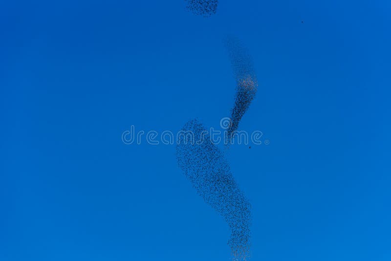 Flock and Swarm of Birds - Beautiful Formations of Flying Birds Stock ...