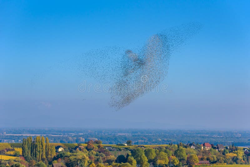 Flock and Swarm of Birds - Beautiful Formations of Flying Birds Stock ...