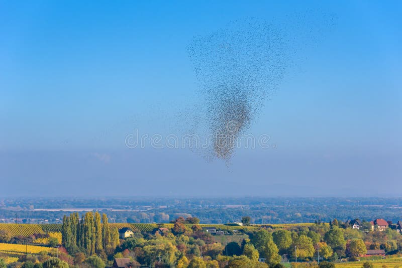 Flock and Swarm of Birds - Beautiful Formations of Flying Birds Stock ...