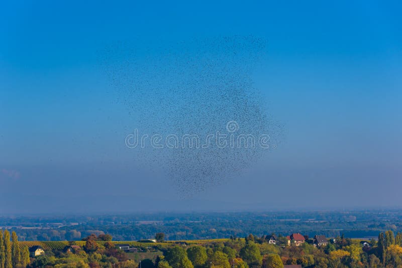 Flock and Swarm of Birds - Beautiful Formations of Flying Birds Stock ...