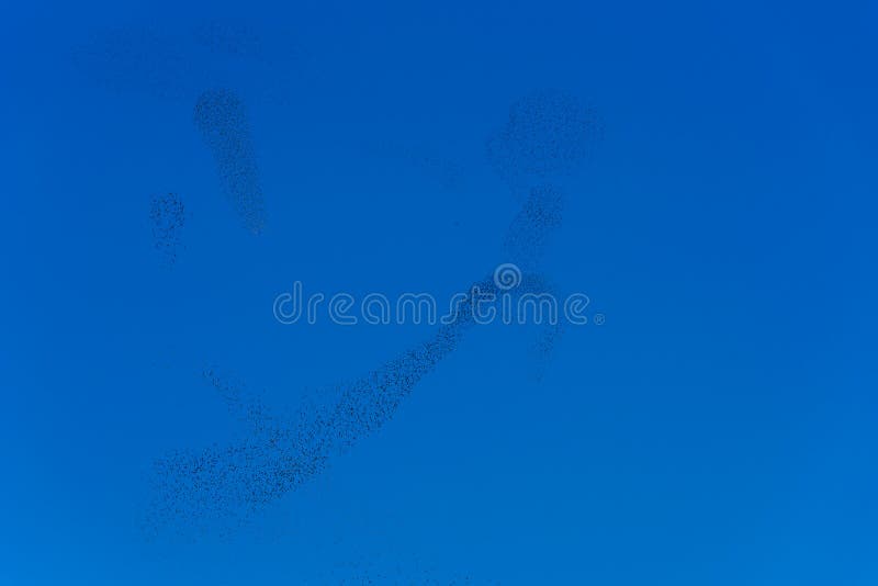 Flock and Swarm of Birds - Beautiful Formations of Flying Birds Stock ...