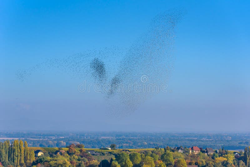 Flock - swarm of birds stock image. Image of formation - 9112263