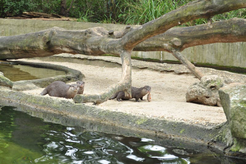 A Flock of Three Otters in the Zoo Paddock Looking Ahead One Has Taken ...
