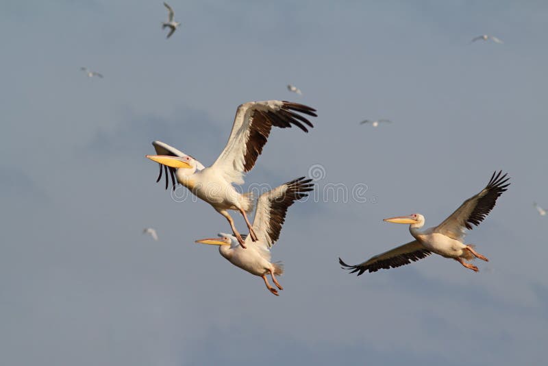 Two Pelicans Flying Over the Sea Stock Photo - Image of delta ...
