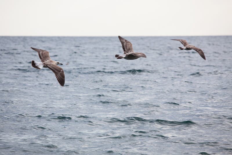 Flock of three seagulls stock image. Image of nature - 26969205