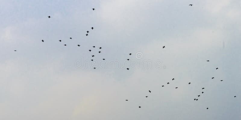Flock of Tropical Migratory Birds Flying in the Sky in a Messy ...
