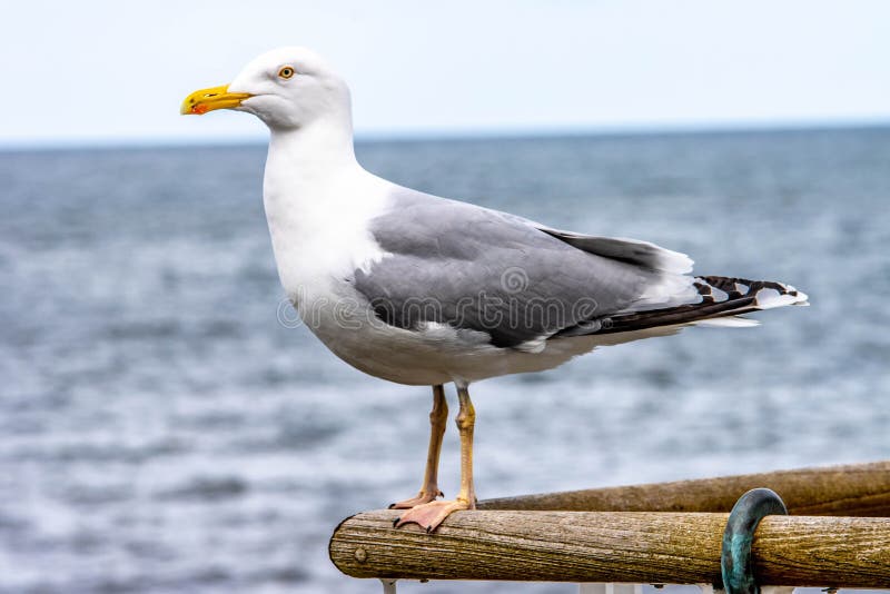 Apipe Stock Photos - Free & Royalty-Free Stock Photos from Dreamstime