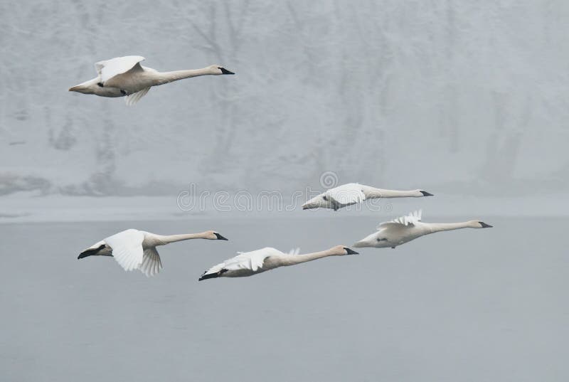 Flock of Trumpeter Swans Flying in V Formation Stock Photo - Image of ...