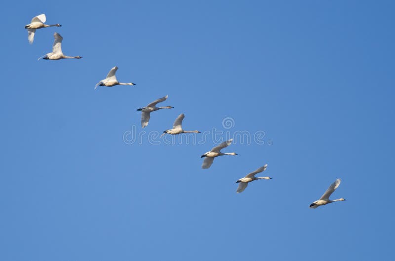 Flock Of Trumpeter Swans Flying In V Formation Stock Photo - Image of ...