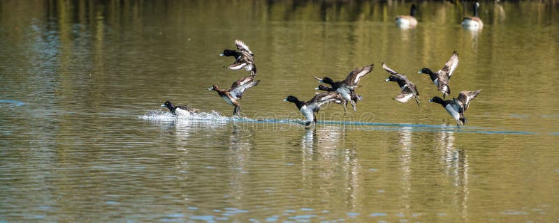 Flock of Tufted Duck Aythya Fuligula in Flight Stock Image - Image of ...